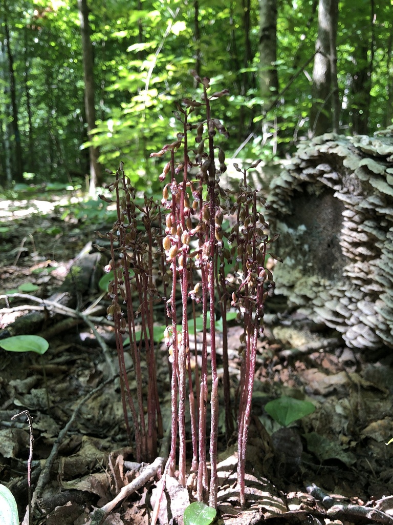 autumn coralroot in August 2023 by Kathie Lloyd · iNaturalist