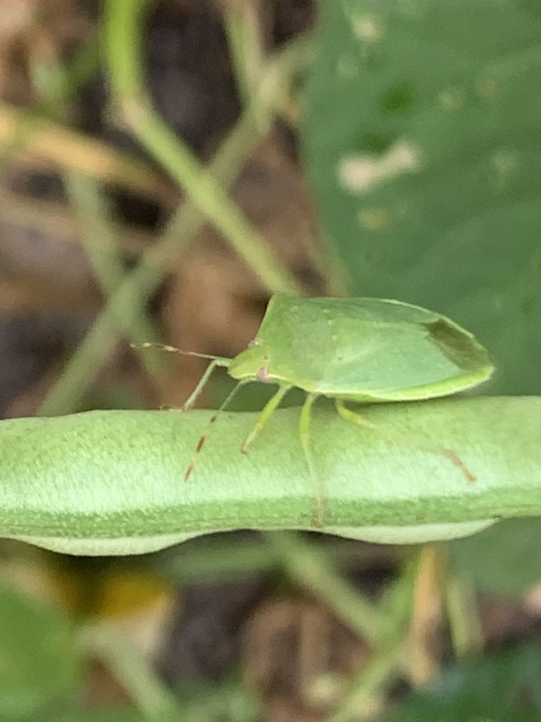 Southern Green Stink Bug from Oak Point Rd, Sneads Ferry, NC, US on ...