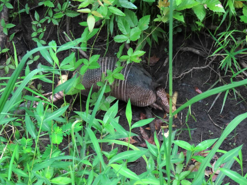 Nine-banded Armadillo from Edisto Island, SC 29438, USA on July 30 ...