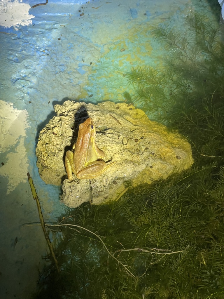 Guenther's Frog from Guam, Dededo, Guam, US on August 30, 2023 at 12:05 ...