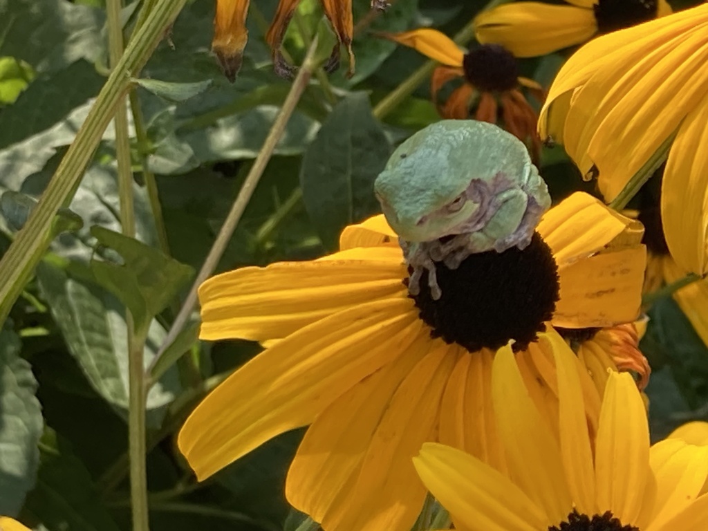Gray Treefrog Species Complex from CR-25, Maplewood, MN, US on August ...