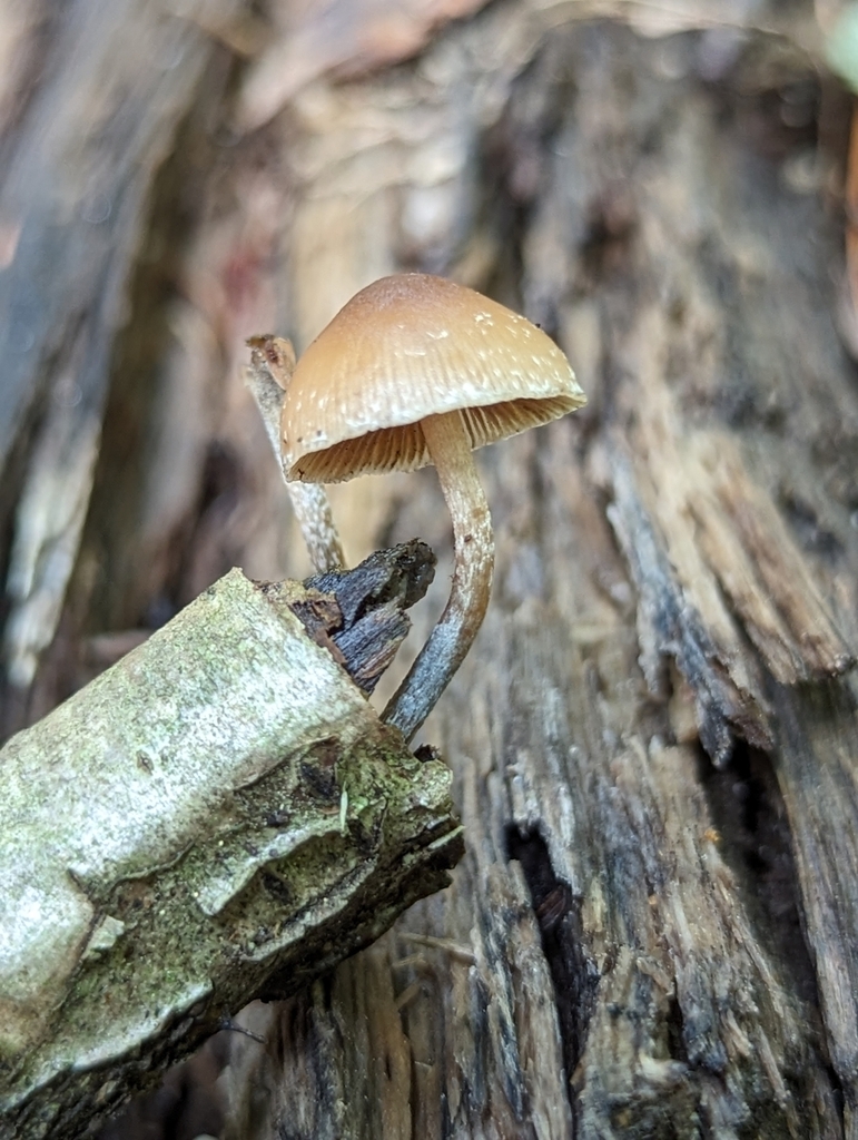 Blue-foot from Ashford, CT 06278, USA on August 28, 2023 at 02:40 PM by ...