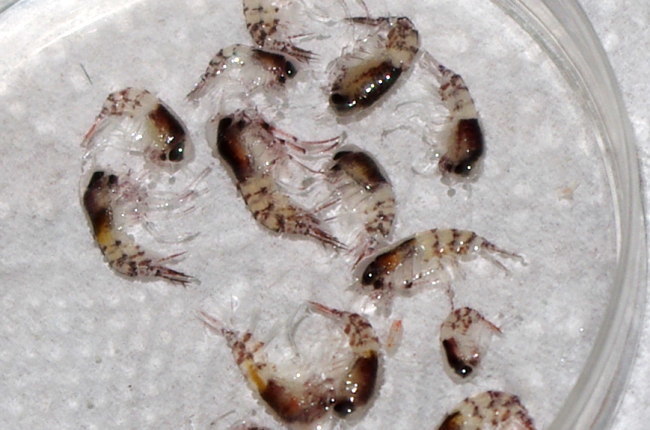 Themisto compressa from Северная Атлантика on July 10, 2013 at 09:33 PM ...