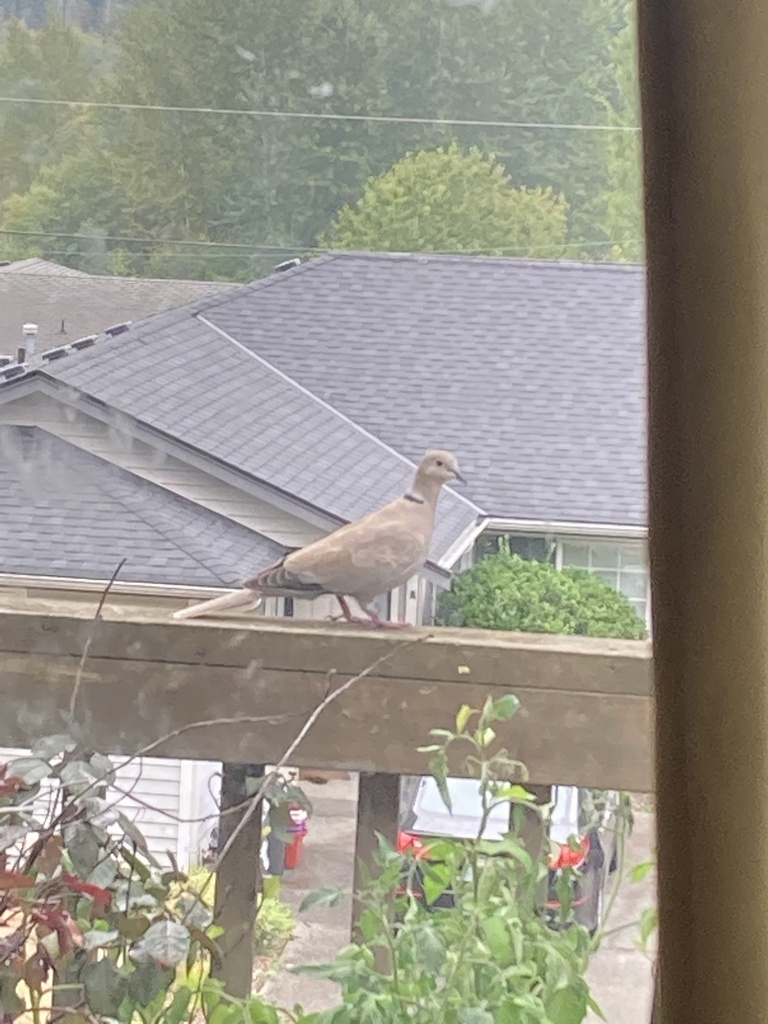 Eurasian Collared-Dove from S Third Ave, Everett, WA, US on August 29 ...