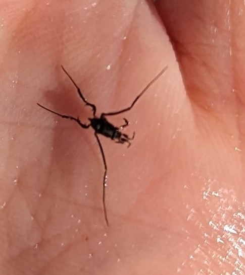 Rheumatobates rileyi from Antigonish County, NS, Canada on August 23 ...