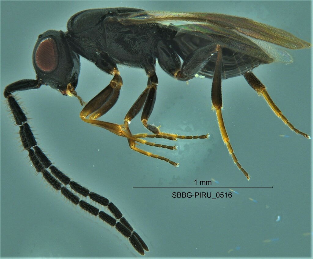 Megaspilidae from Lake Piru, Ventura County, CA, USA on June 2, 2023 by ...