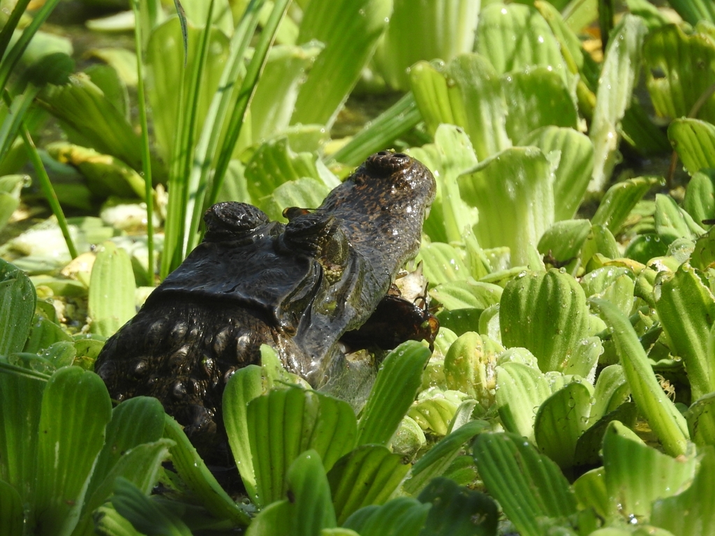 Spectacled Caiman from Location: -4.307324, -73.219140 on August 28 ...