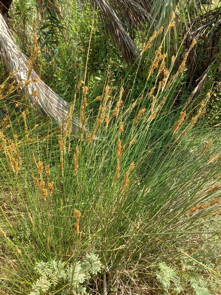 Salt Rush from עמק חרוד, ישראל on August 29, 2023 at 10:56 AM by ...