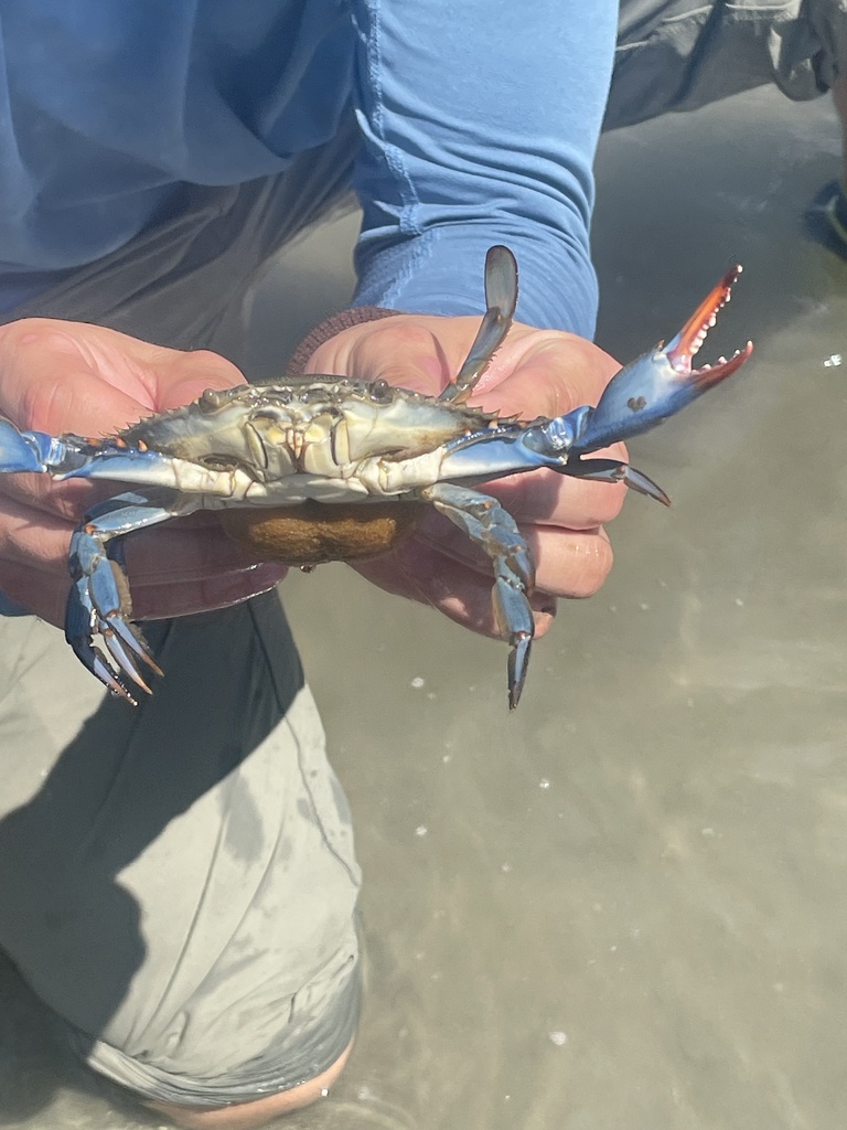 Atlantic Blue Crab from North Atlantic Ocean, NC, US on August 28, 2023 ...
