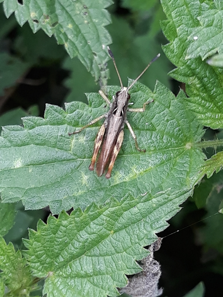 Rufous Grasshopper from Meurthe-et-Moselle, Lorraine, FR on August 29, 2023 at 04:45 PM by Karim ...