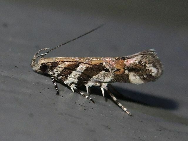 Pink-washed Aristotelia Moth in August 2023 by privatenoaccess. Or ...