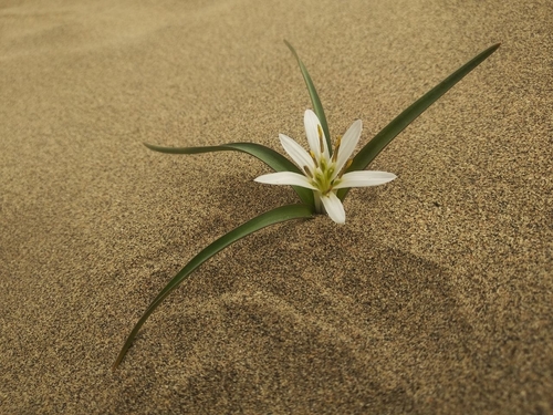 Colchicum robustum · iNaturalist United Kingdom