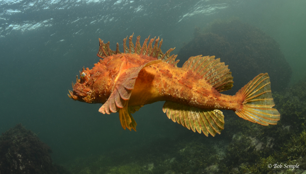 Sea Raven (Hemitripterus americanus) - Marine Life Identification