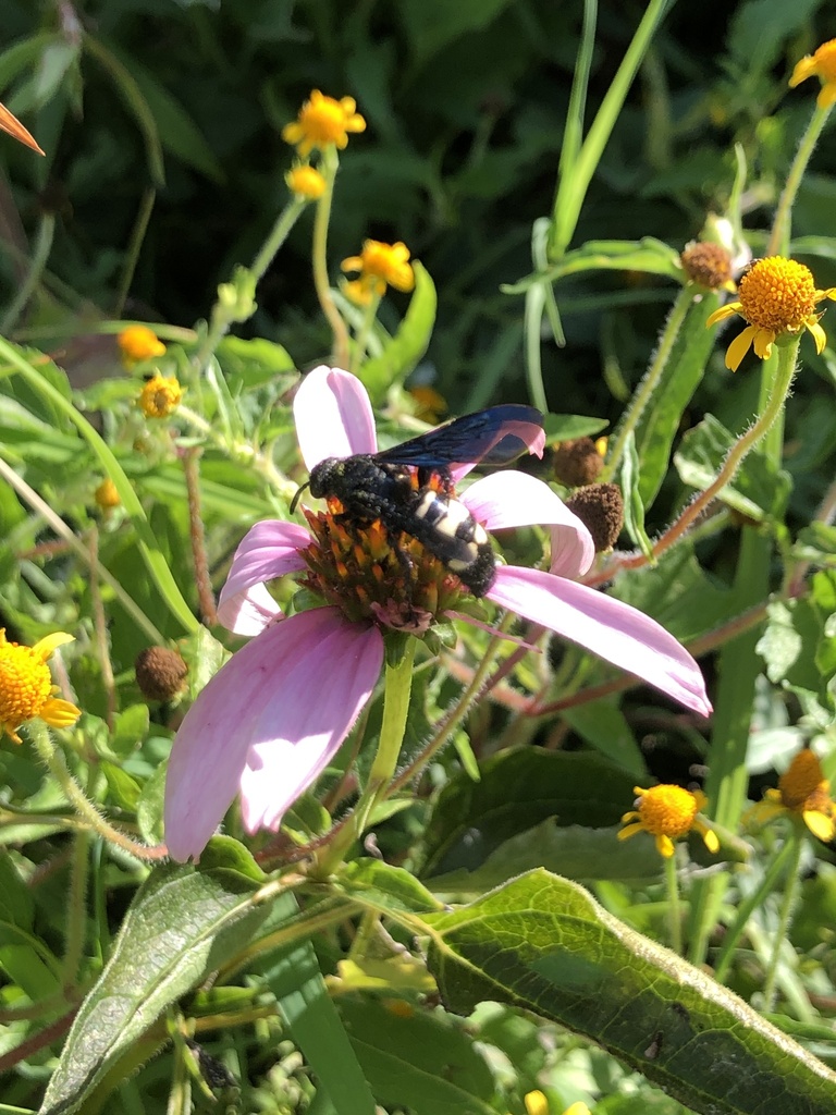 Double-banded Scoliid Wasp from Hickory Ln, Tunica, MS, US on August 27 ...