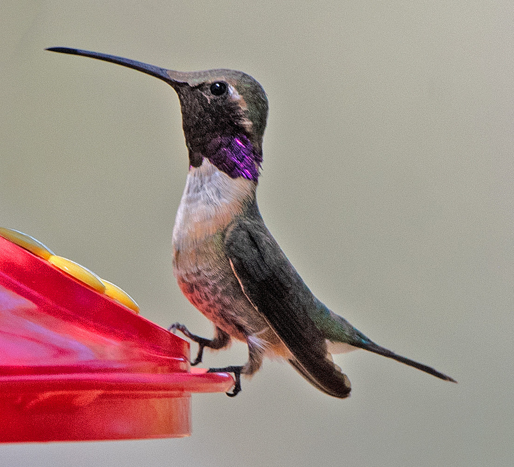 Lucifer Hummingbird from Jeff Davis County, TX, USA on August 18, 2023 ...