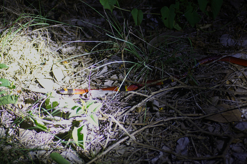 Variable Coralsnake (Micrurus diastema) - Snakes and Lizards