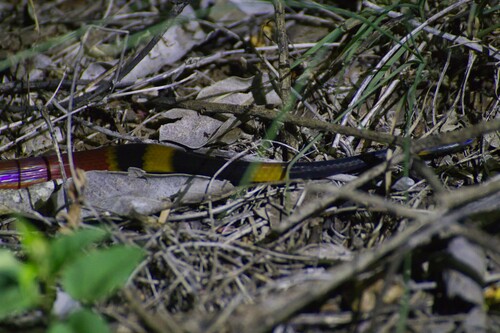 Variable Coralsnake (Micrurus diastema) - Snakes and Lizards