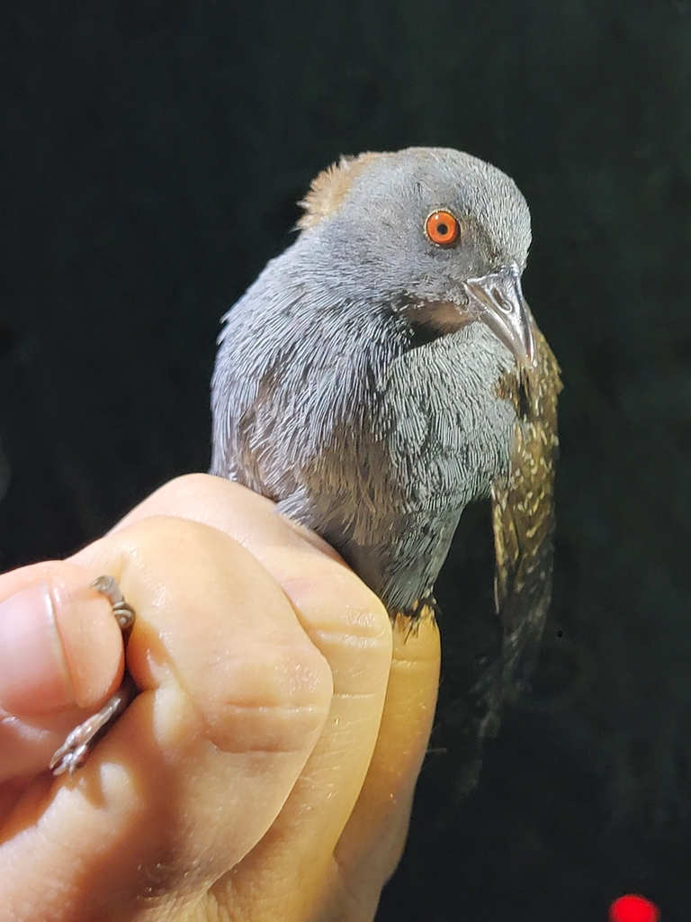 Eastern Black Rail in January 2023 by jugbayjs. This bird was captured ...