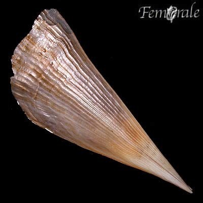 Pinna atropurpurea · iNaturalist