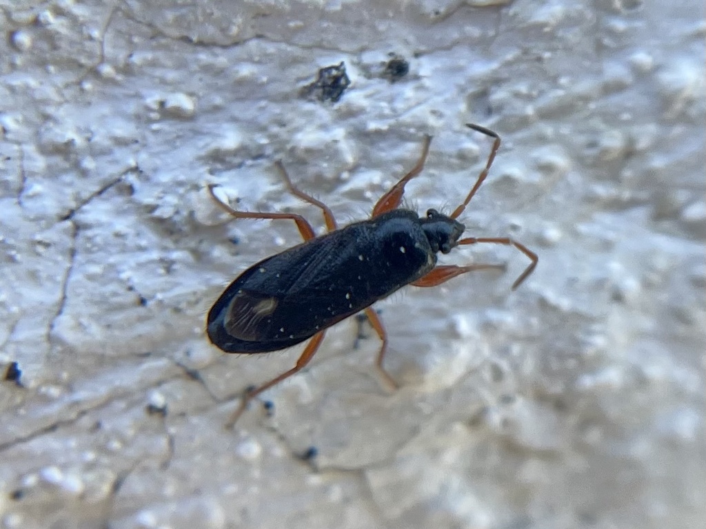 Megalonotus colon from Corfu, Psaras, F, GR on August 29, 2023 at 03:19 ...