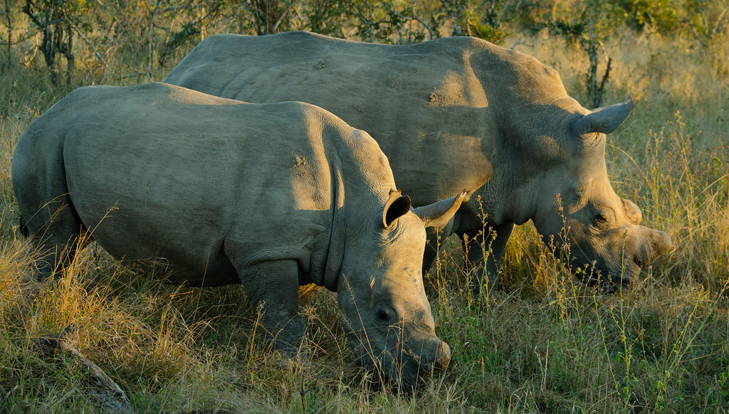 White Rhinoceros in July 2023 by venatrix13 · iNaturalist
