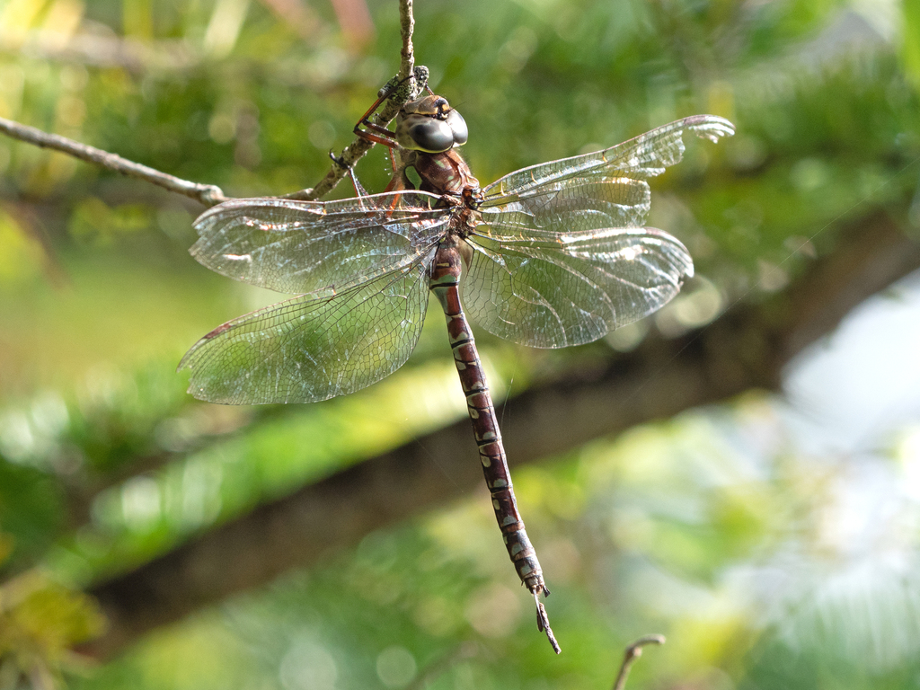 Canada Darner from Lefferts Pond, Chittenden, VT, USA on August 29 ...