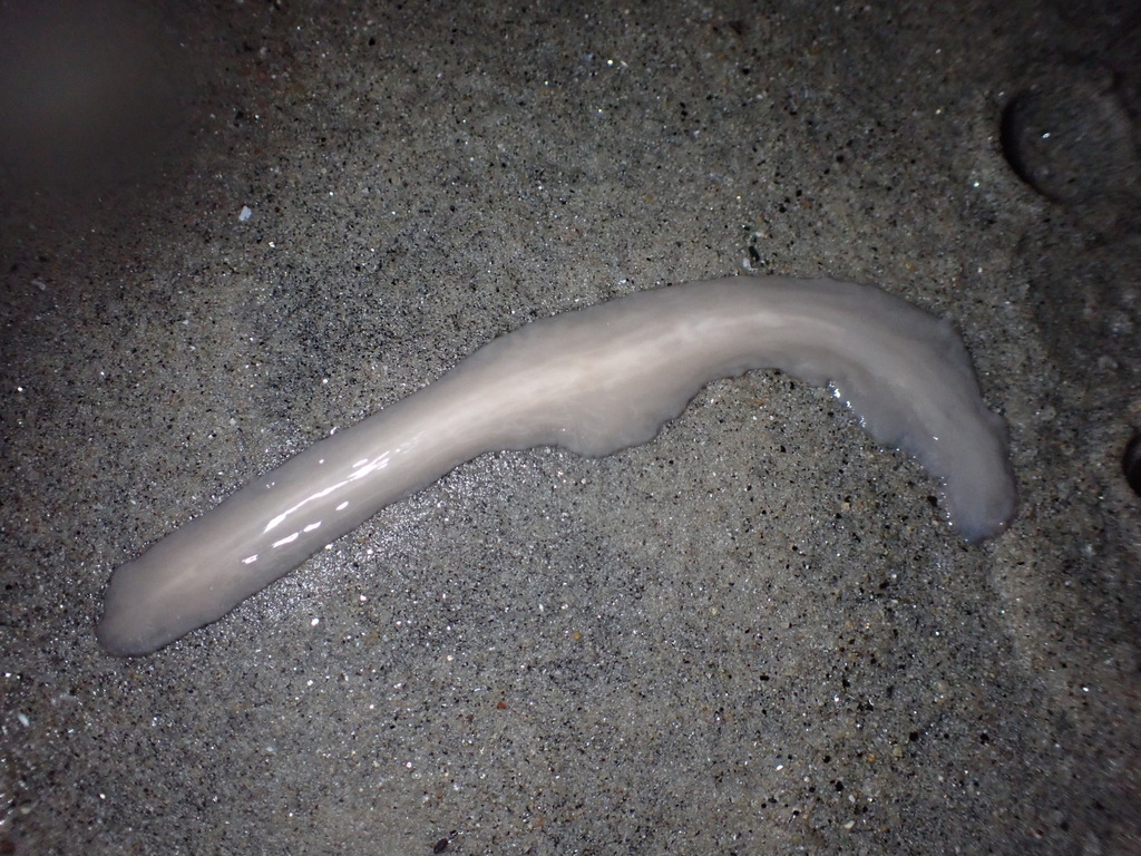 Cestoplanidae sp.1 (Polyclad flatworms of California) · iNaturalist