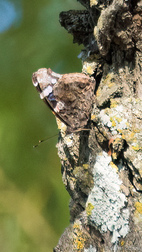 Red Admiral from 100 P W 4137, Pilot Point, TX 76258, USA on August 29 ...