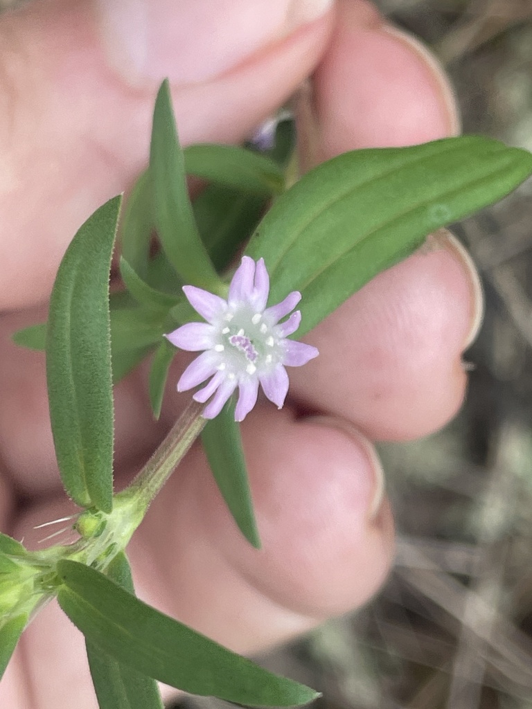 rough buttonweed from Pulley Town Rd, Wake Forest, NC, US on August 29 ...