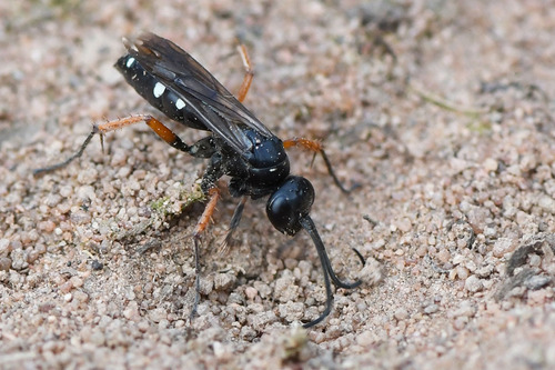 Episyron candiotus · iNaturalist