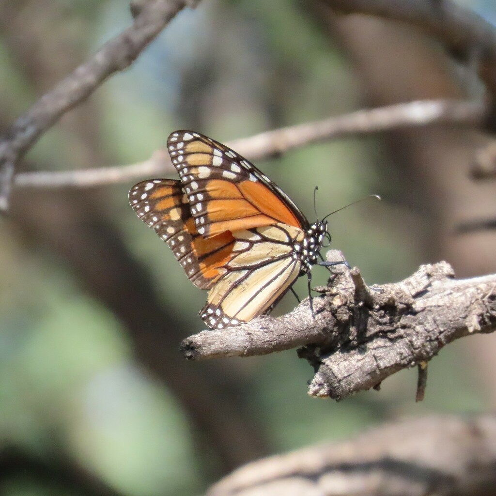 Monarch from 9800 AZ-90, Sierra Vista, AZ 85635 on August 29, 2023 at ...