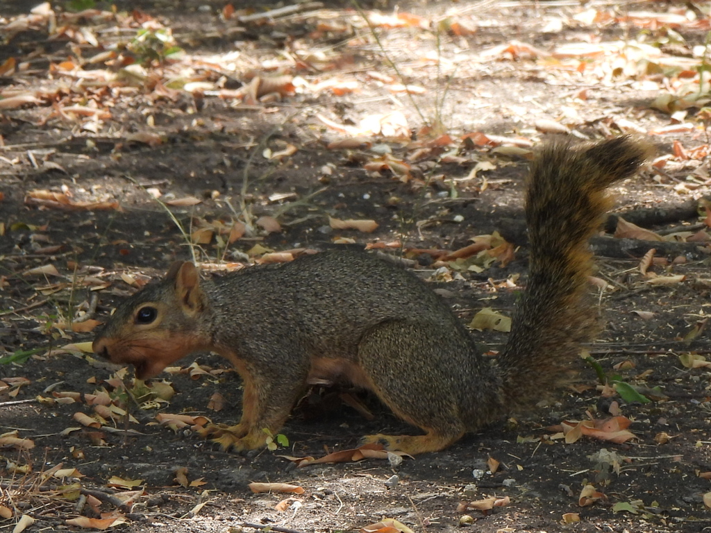 Fox Squirrel from Garland, TX, USA on August 29, 2023 at 12:23 PM by ...