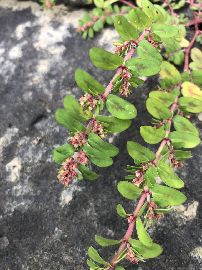 Spreading Broomspurge in August 2023 by Matt Tomlinson · iNaturalist