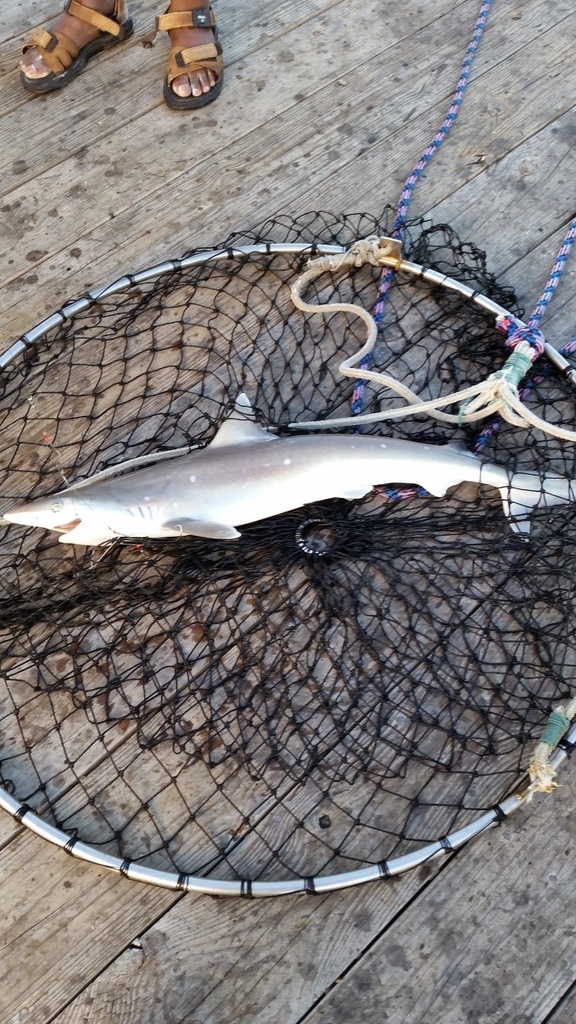 Atlantic Sharpnose Shark from Avon Fishing Pier on October 14, 2014 by ...