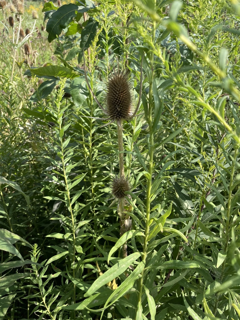 cutleaf teasel from Trinity Christian College, Palos Heights, IL, US on ...