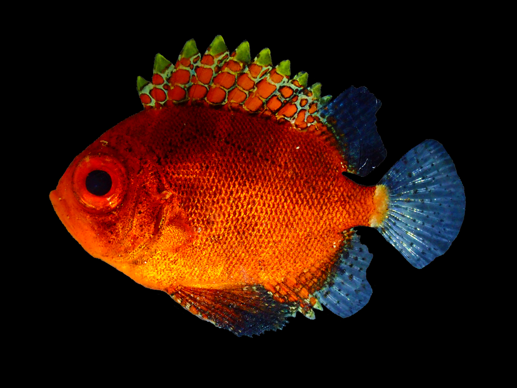 Short Bigeye in August 2023 by Zakqary · iNaturalist