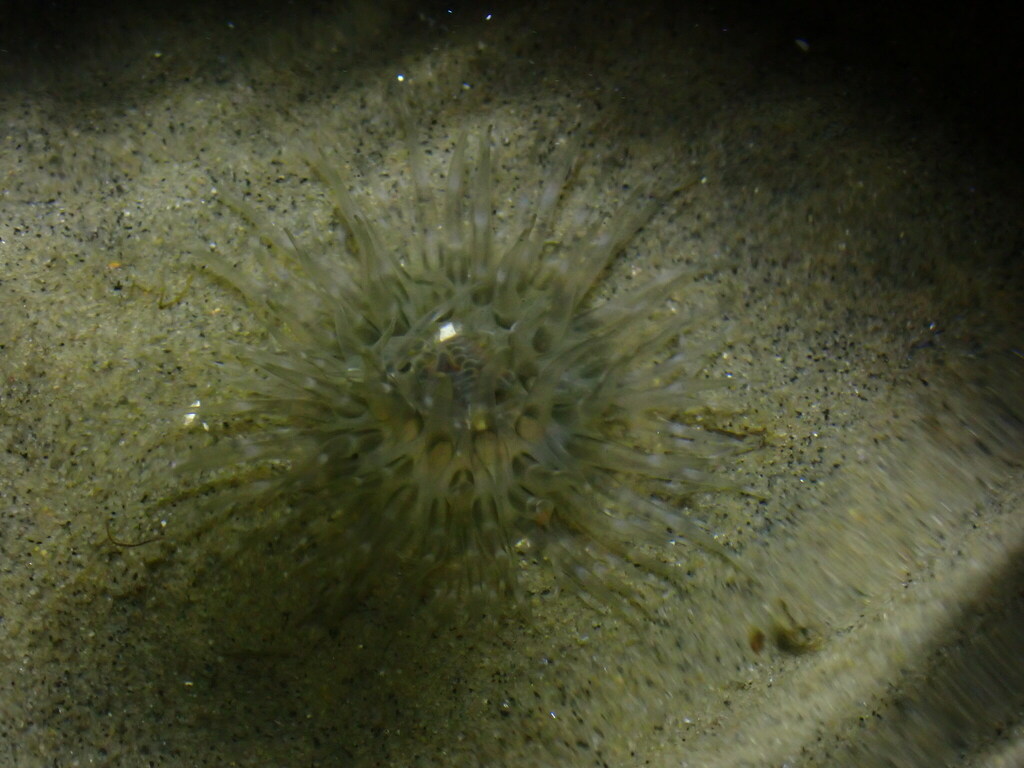 Sea Anemones in August 2023 by AVNJ · iNaturalist