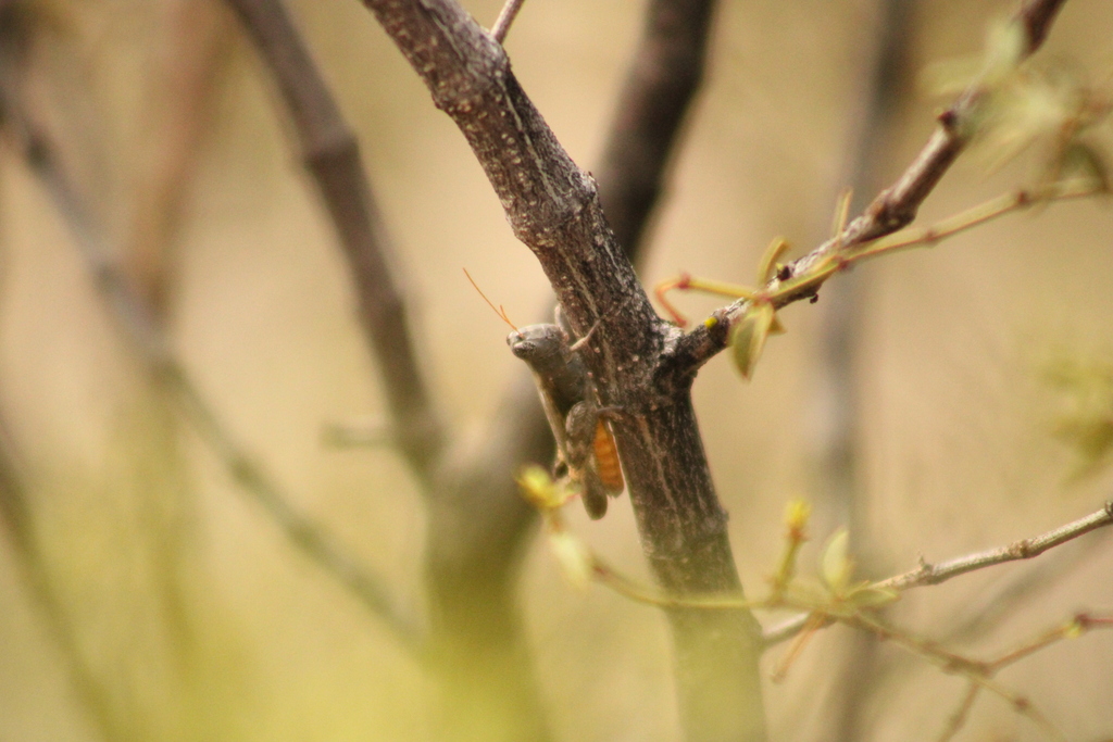 Desert Clicker Grasshopper from 2021 N Kinney Rd, Tucson, AZ 85743, EE ...