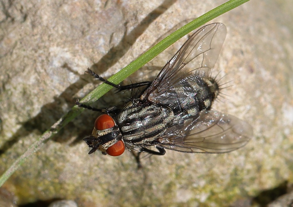 Bot Flies, Blow Flies, and Allies from Montgomery County, OH, USA on ...