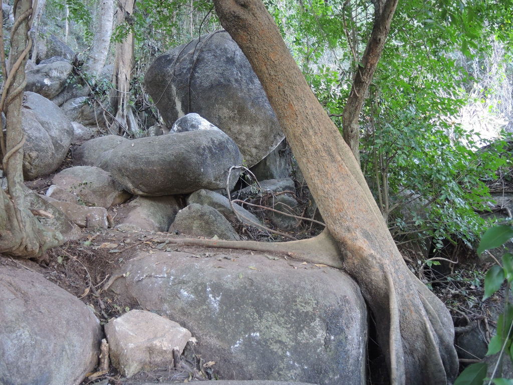 palo morado from Parque el Veladero, Acapulco, Gro., México on January ...