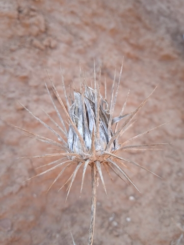 Cousinia spryginii · iNaturalist United Kingdom