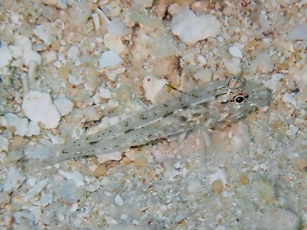 Neophyte Sandgoby (Fusigobius neophytus) - Marine Life Identification