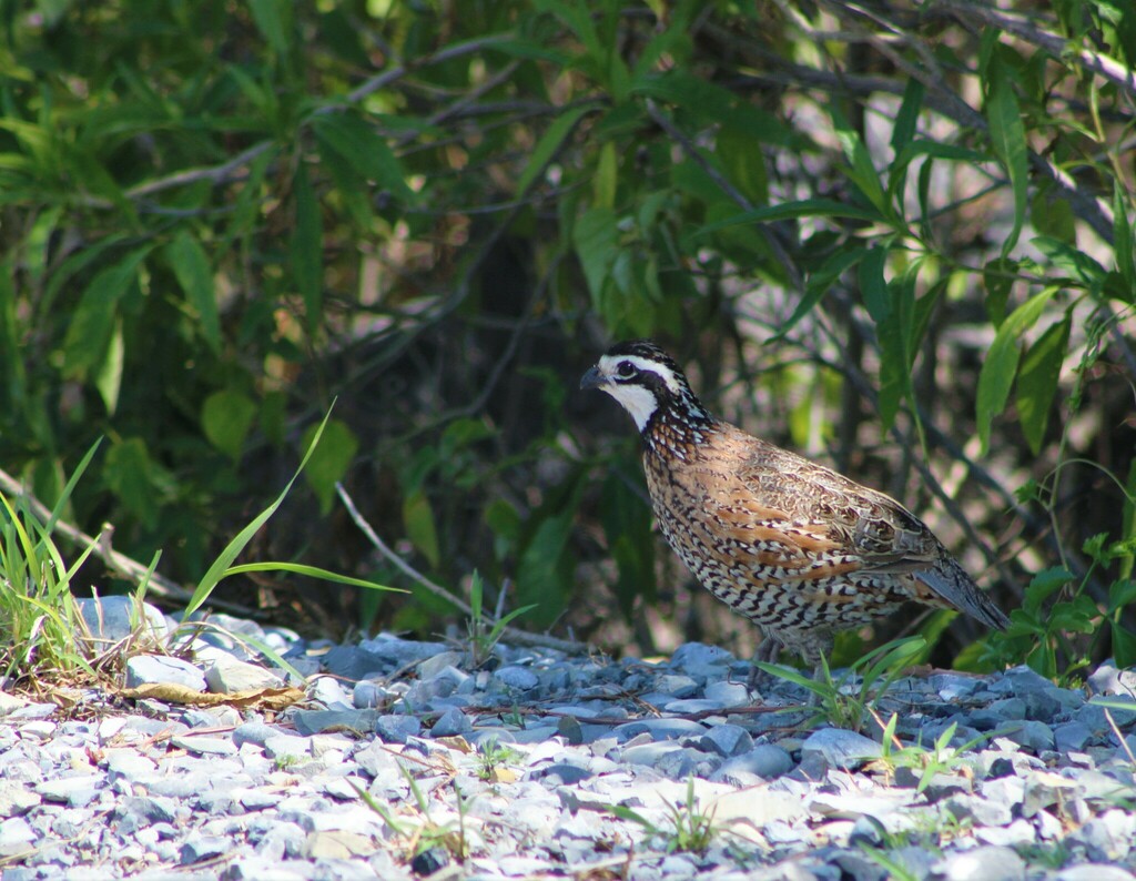 Northern Bobwhite from Llera, Tamps., México on August 29, 2023 at 10: ...