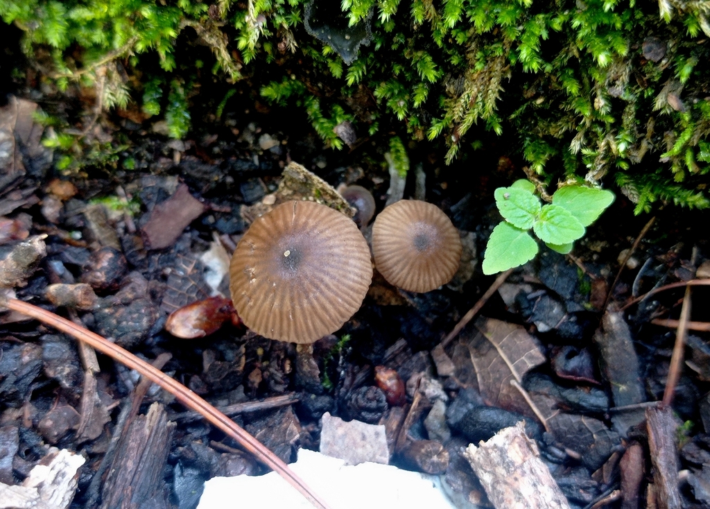 Common Gilled Mushrooms and Allies from Cabañas La Chara Pinta on ...
