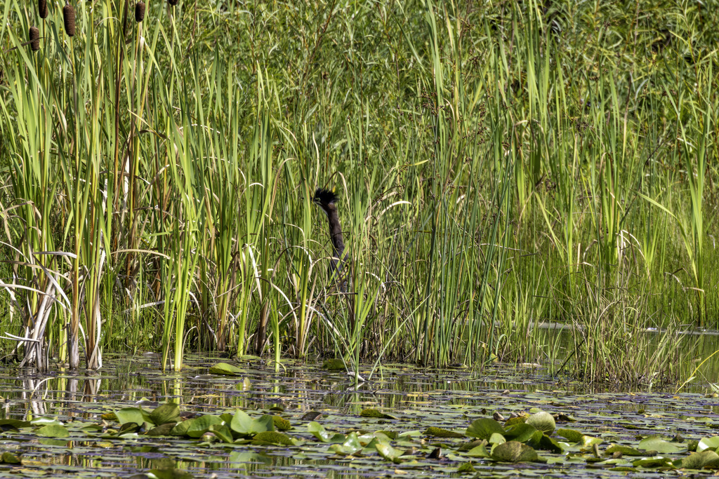 Birds from Waterloo Regional Municipality, ON, Canada on August 29 ...