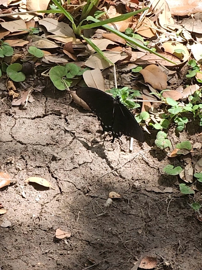 Pipevine Swallowtail from San Antonio, TX 78249, USA on August 29, 2023 ...
