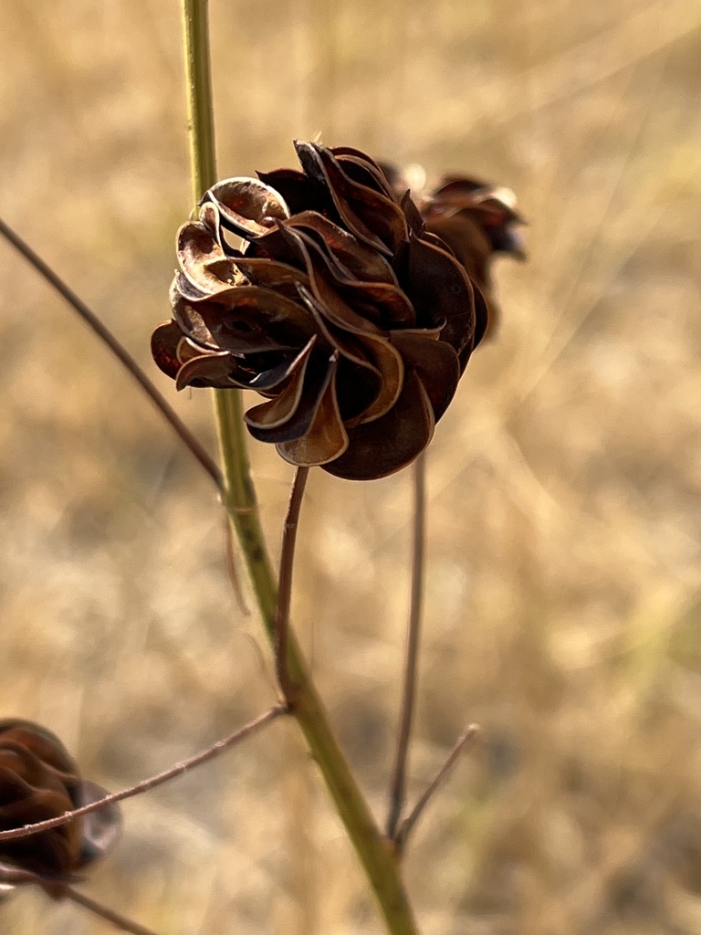 Illinois bundleflower from Prairie Glen St, Lewisville, TX, US on ...