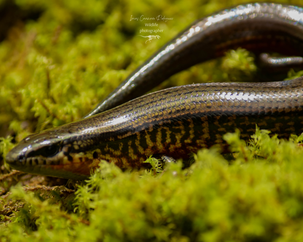 Huaxteca Lesser Galliwasp from Chiconquiaco, Ver., Mexico on August 26 ...