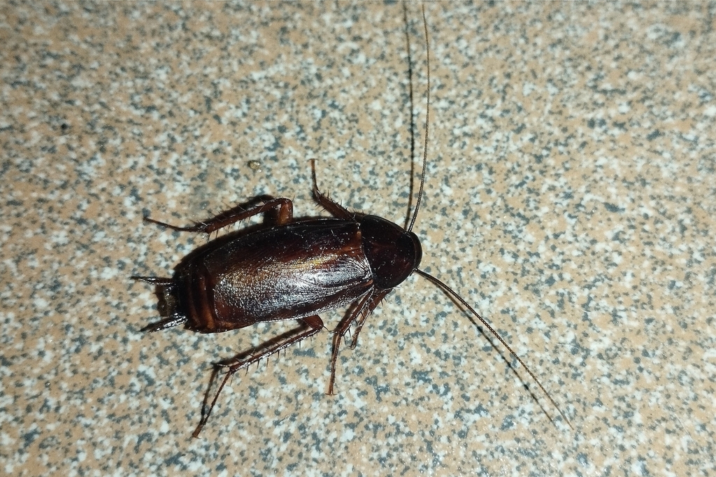 Oriental Cockroach from Краснодарский край, Россия, 354340 on August 30 ...