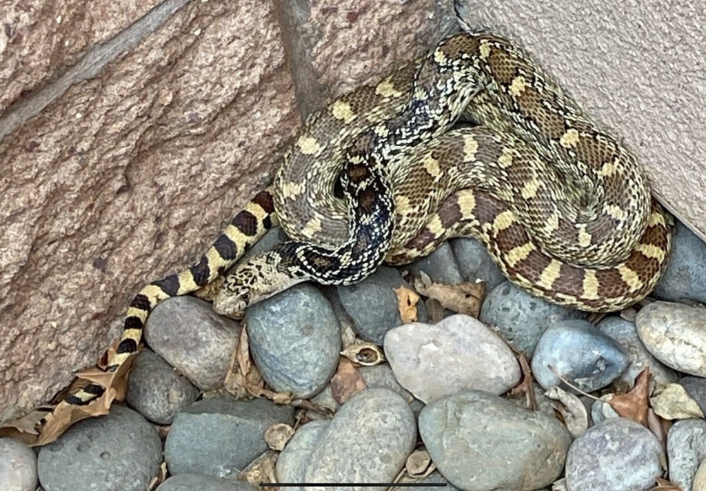 Gopher Snake from Eagle Peak, Santa Fe, NM, US on August 29, 2023 at 03 ...